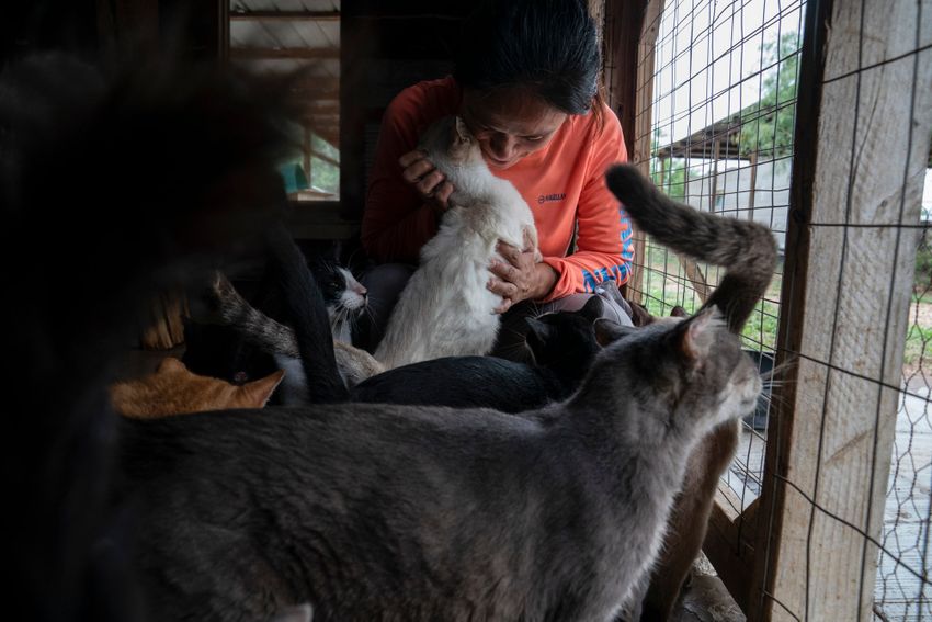 Will Texas lawmakers help control pet overpopulation? | The Texas Tribune